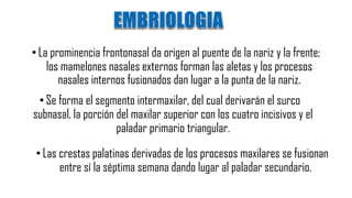 Cara Anatomia | PDF