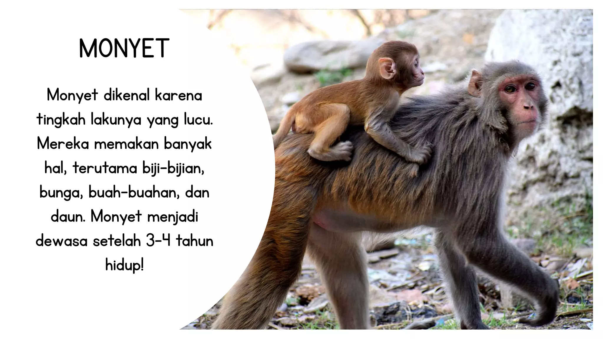 Cara Adaptasi Hewan.pptx