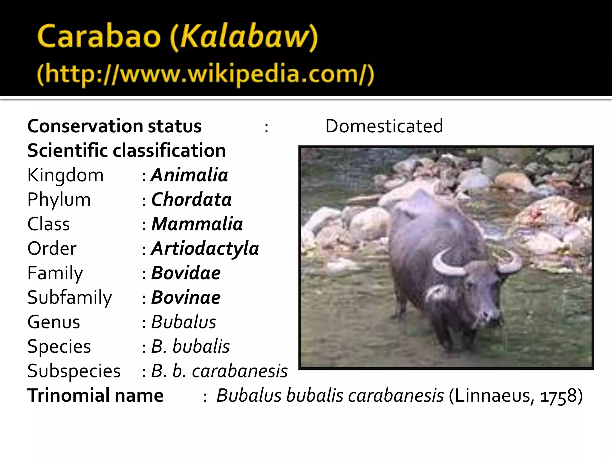 Carabao production | PPTX