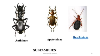 Carabidae | PPTX