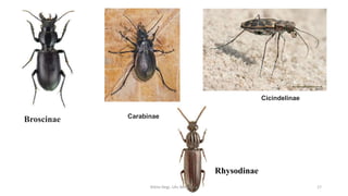 Carabidae | PPT