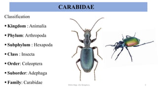 Carabidae | PPTX