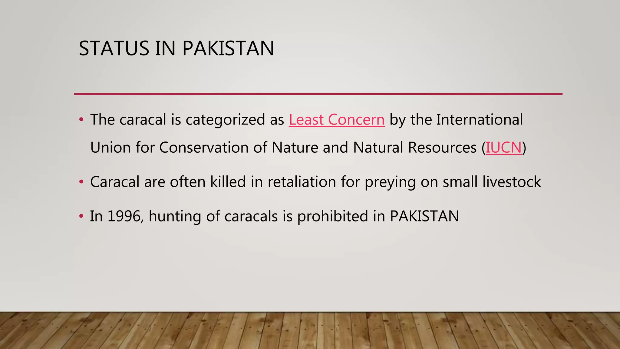 Caracal the wild cat of pakistan | PPTX