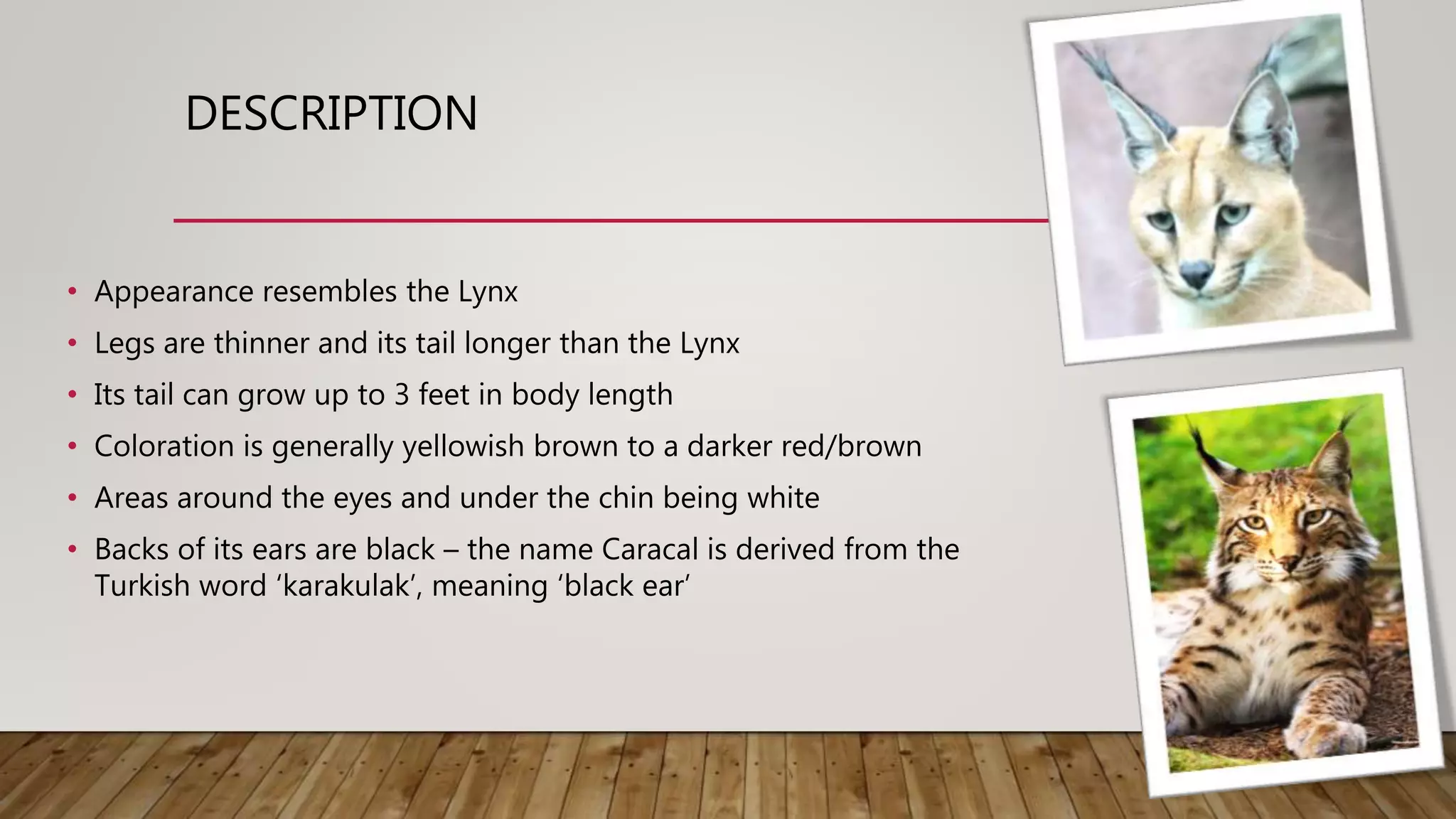 Caracal the wild cat of pakistan | PPTX