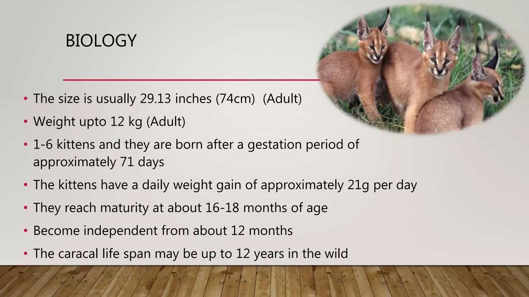 Caracal the wild cat of pakistan | PPTX