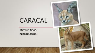Caracal the wild cat of pakistan | PPTX