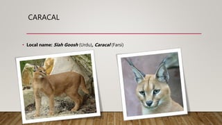 Caracal the wild cat of pakistan | PPTX
