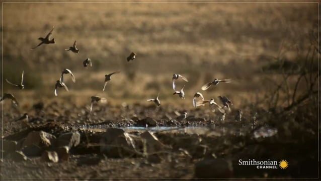 Caracal the wild cat of pakistan | PPTX