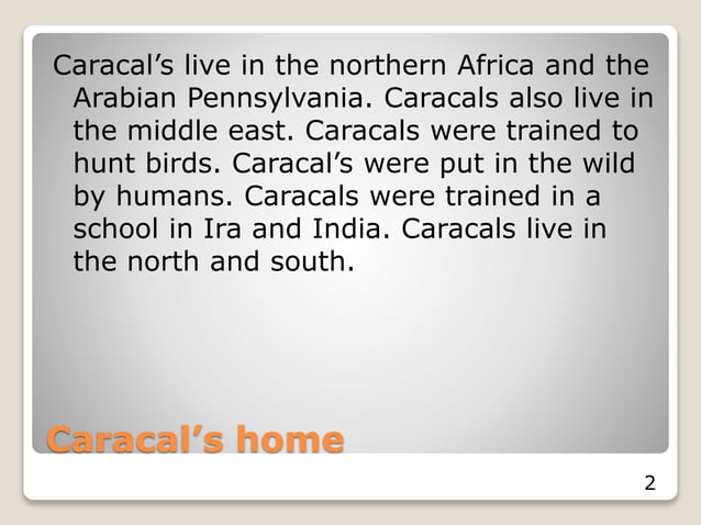Caracals | PPT