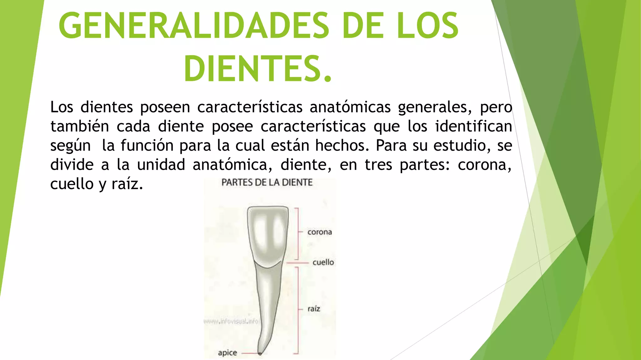 CARACTERÍSTICAS GENERALES DE LOS DIENTES: COLOR Y TAMAÑO PPT | PPTX