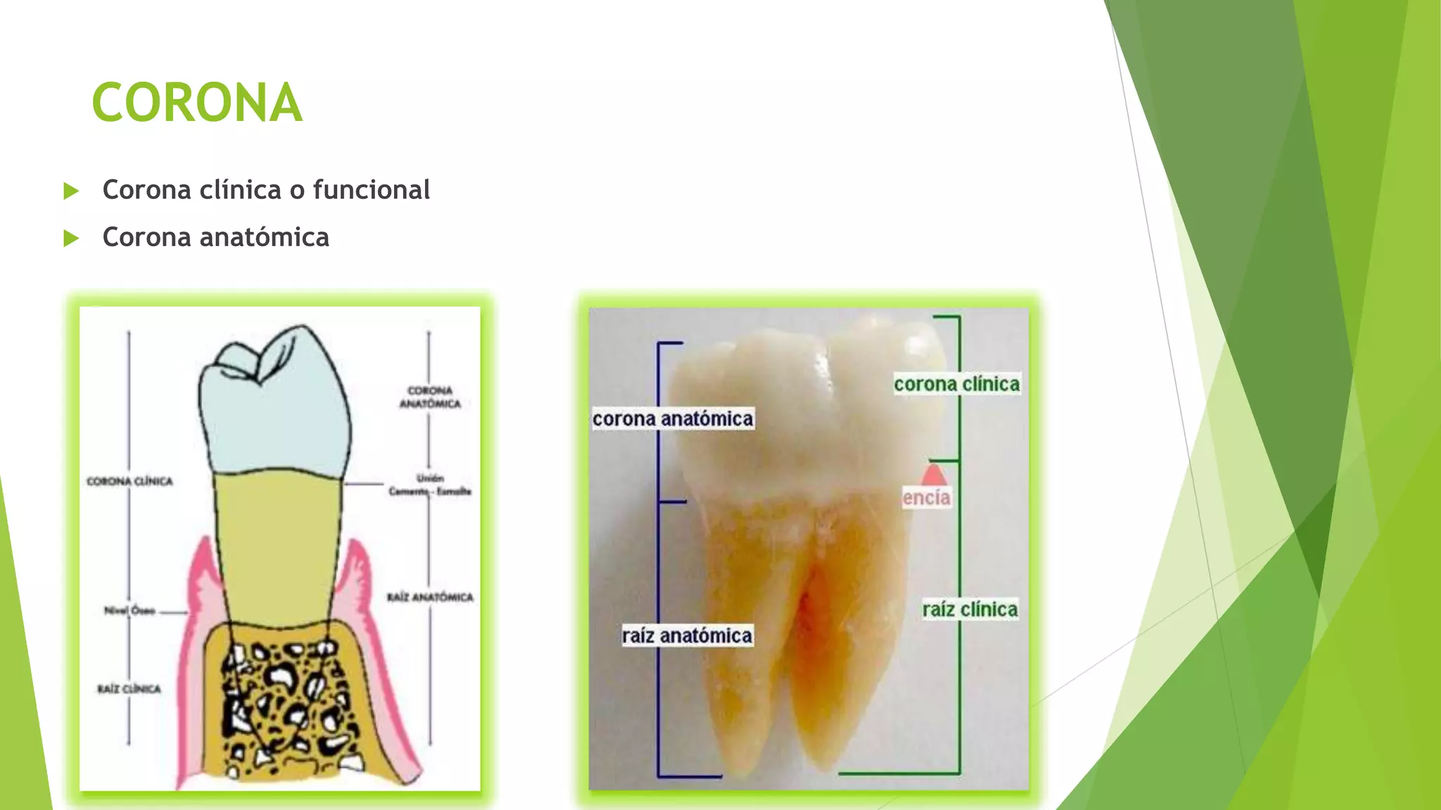 CARACTERÍSTICAS GENERALES DE LOS DIENTES: COLOR Y TAMAÑO PPT | PPTX