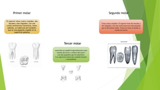 CARACTERÍSTICAS GENERALES DE LOS DIENTES: COLOR Y TAMAÑO PPT | PPTX
