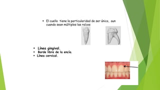 CARACTERÍSTICAS GENERALES DE LOS DIENTES: COLOR Y TAMAÑO PPT | PPTX
