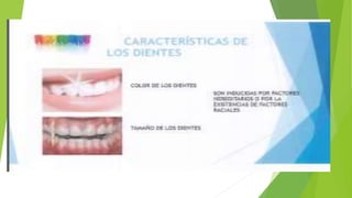 CARACTERÍSTICAS GENERALES DE LOS DIENTES: COLOR Y TAMAÑO PPT | PPTX
