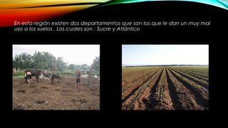 CARACTERISTICAS Y USO DE SUELOS . REGION ATLANTICA | PPT