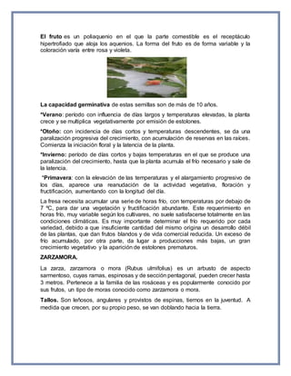 Caracteristicas de fresa y zarzamora bjungo guadalupe | DOCX
