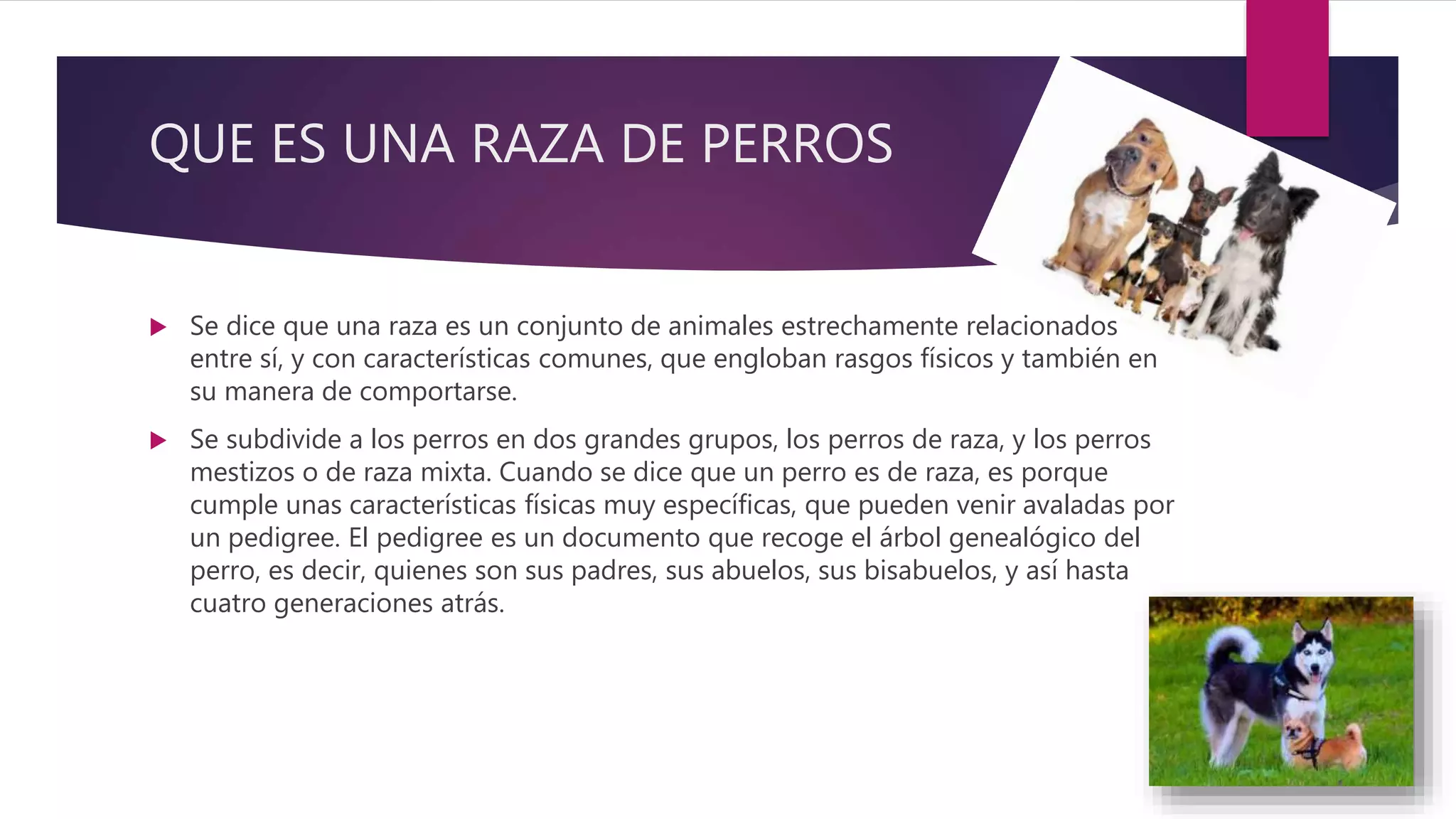 Caracteristicas de las razas de perros | PPTX