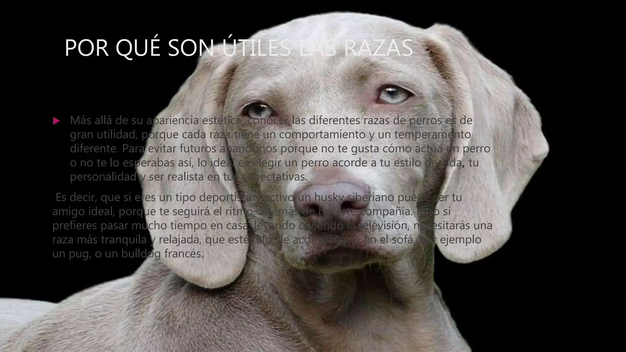 Caracteristicas de las razas de perros | PPTX