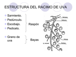 CARACTERISTICAS FISICOQUIMICAS DE LA UVA I.pdf
