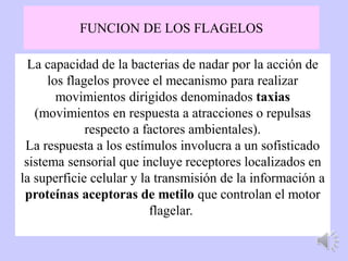 Caracteristicas Morfológicas y Fisiológicas de las Bacterias.pdf
