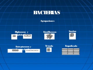 Características morfológicas de bacterias | PPT