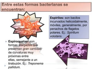 Caracteristicas Morfológicas De Las Bacterias. | PPTX