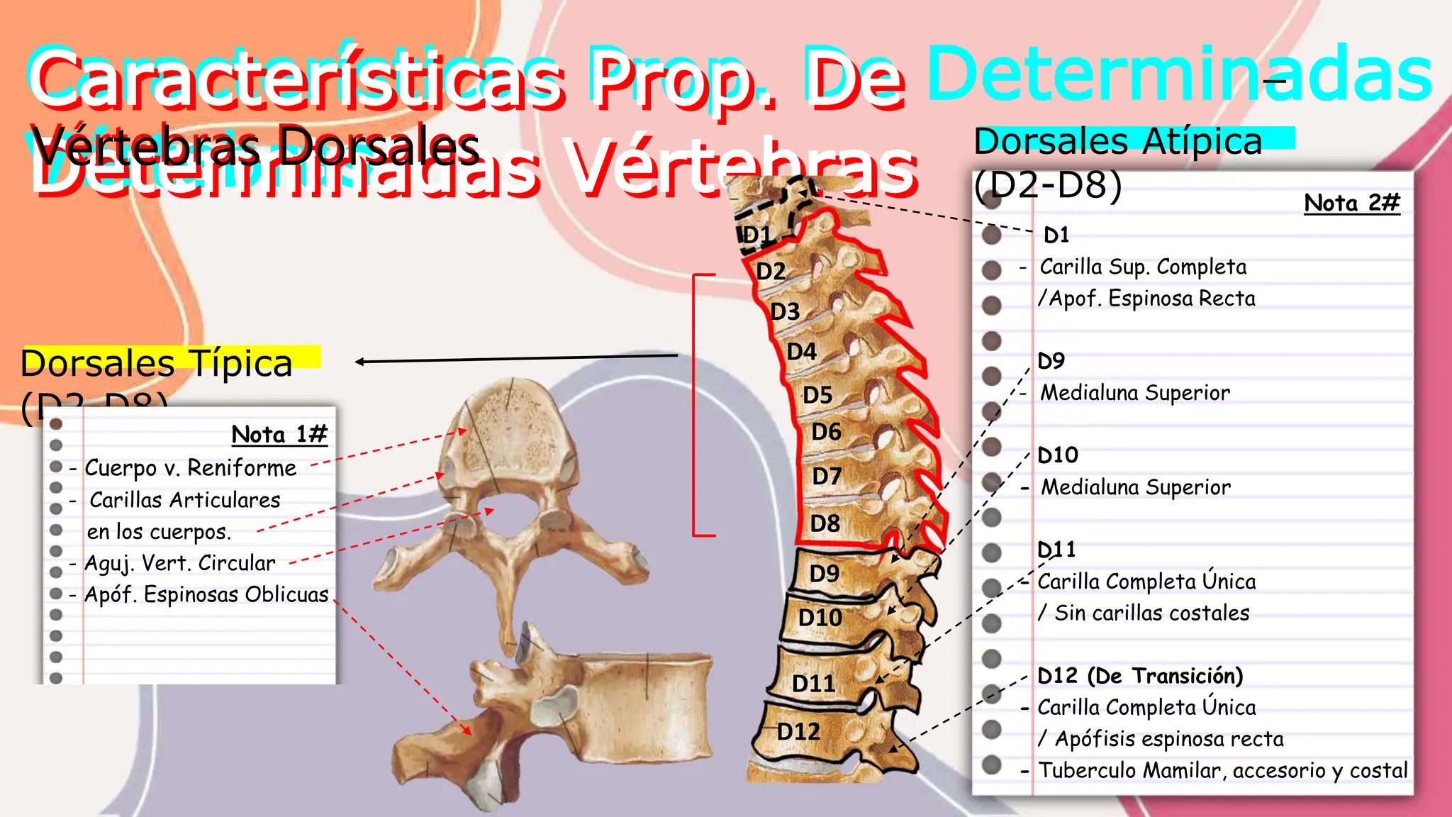 Características de las vertebras de cada región.pptx