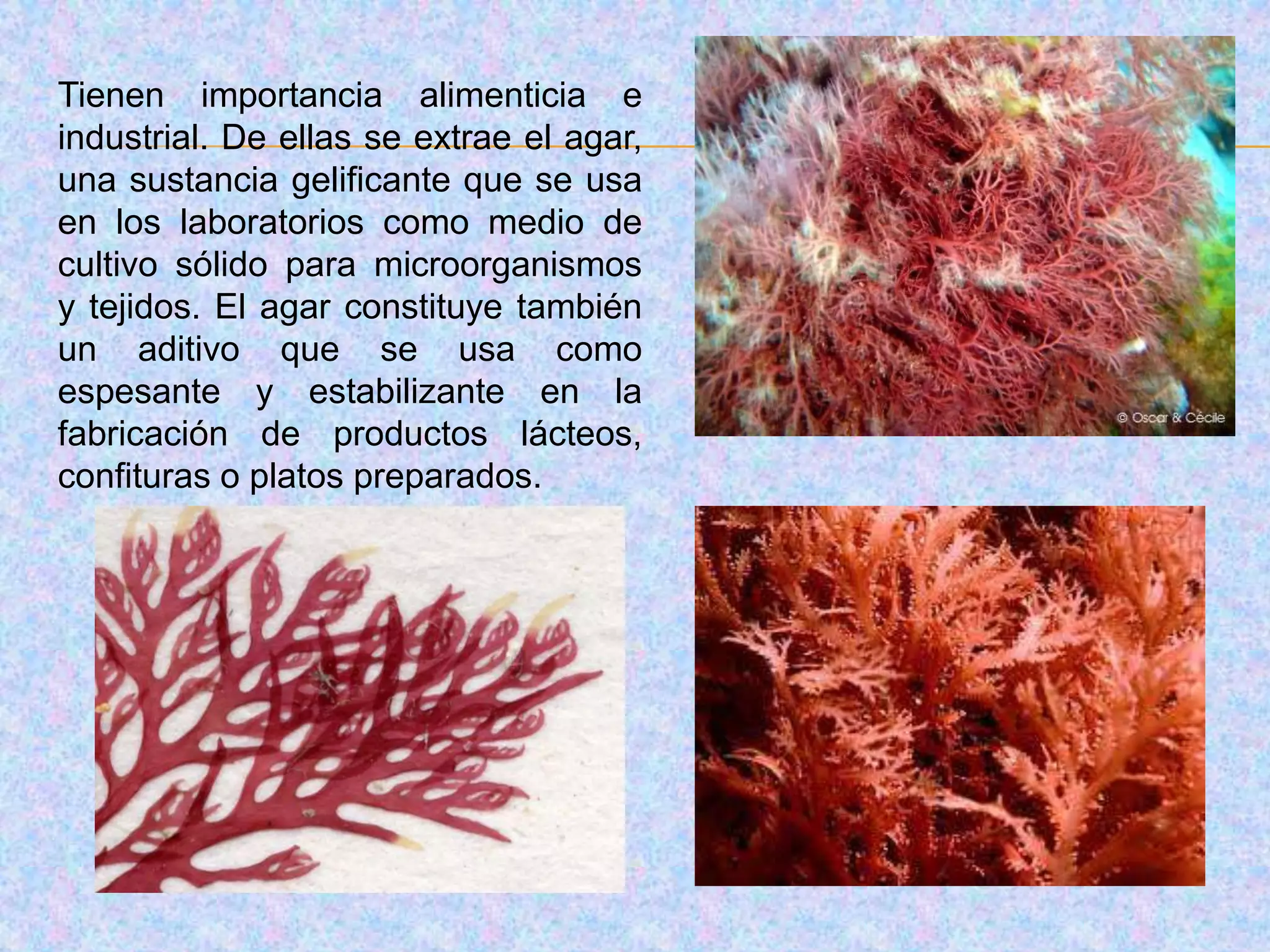 ¿Qué Son Y Cómo Se Clasifican Las Algas? – XNCUC
