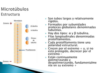 Caracteristicas y estructuras fisiologicas de los organelos ...
