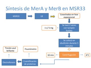 Caracterización del metabolismo modificado metal pesado resistente de ...