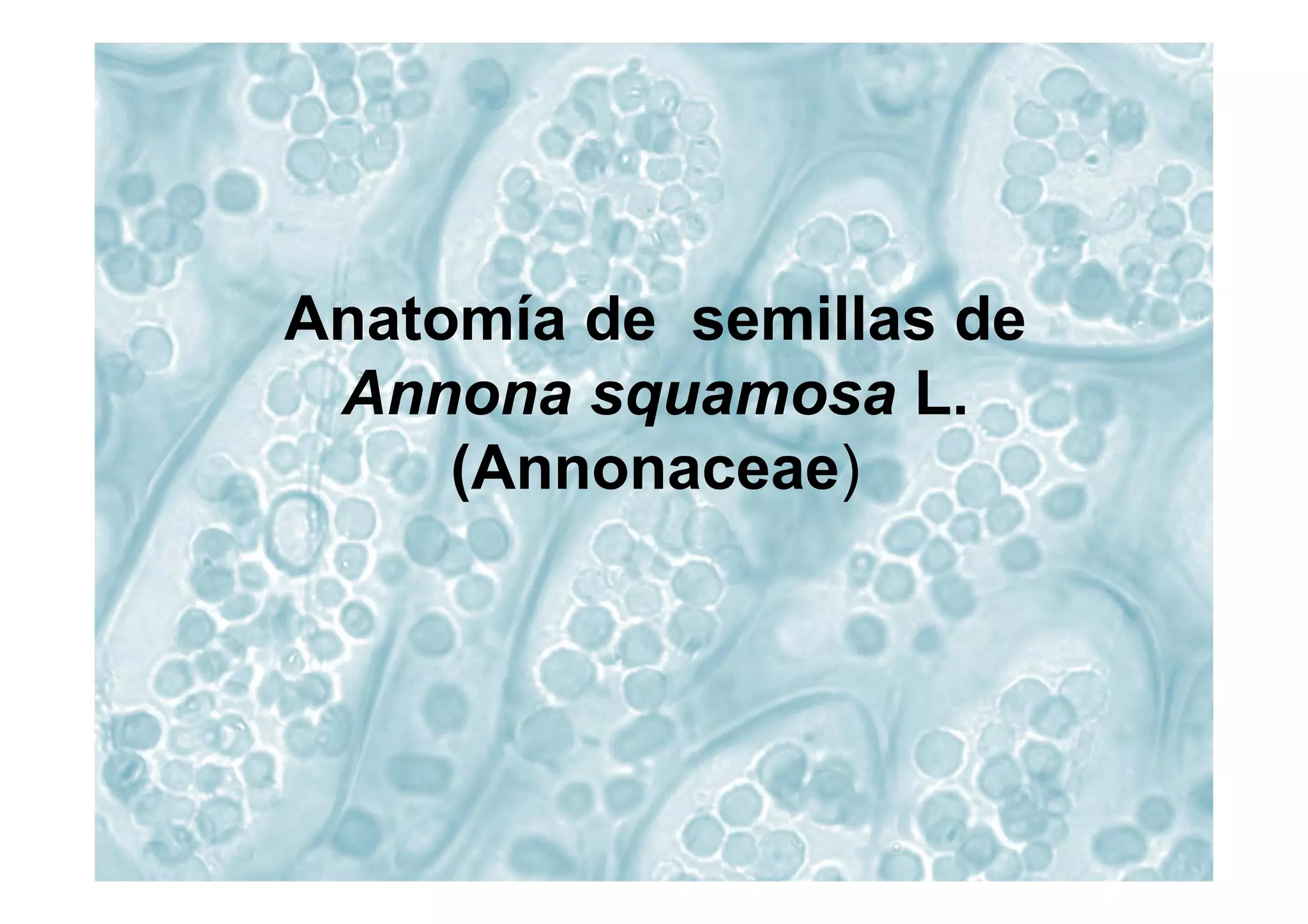 Caracterización morfoanatómica de semillas de anón (annona squamosa l ...