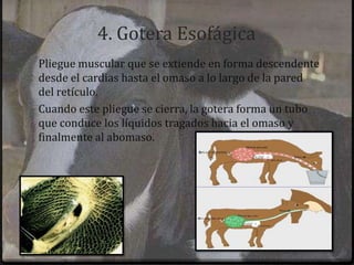 Caracterizacion terneras | PPTX