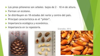 Caracterizacion y clasificacion de bosques de pino piñonero | PPTX