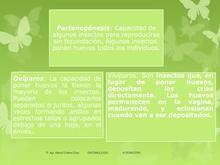 Características anatomcas insectos - copia - copia | PPT
