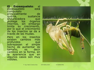 Características anatomcas insectos - copia - copia | PPT