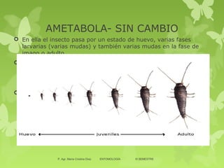 Características anatomcas insectos - copia - copia | PPT