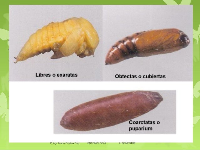 Características anatomcas insectos - copia - copia