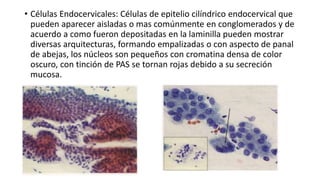 Características Citológicas del Epitelio Cervical Normal.pptx