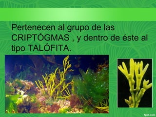 Características de algas | PPT