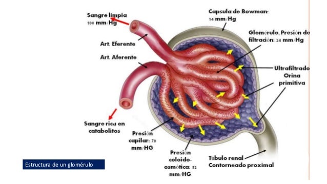 Glomerulo De Lamina Renal
