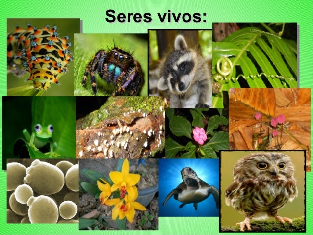 Características dos seres vivos