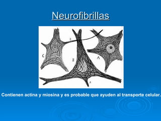Características estructurales y funcionales de la neurona y | PPT
