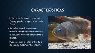 Características fenotípicas y genotípicas en peces | PPTX