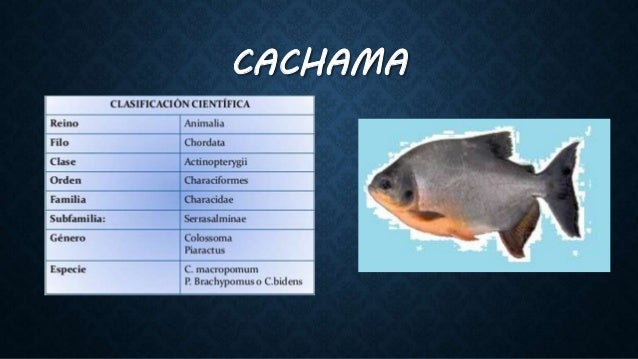 Características fenotípicas y genotípicas en peces