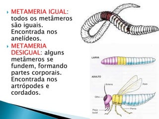 Características gerais dos animais | PPT