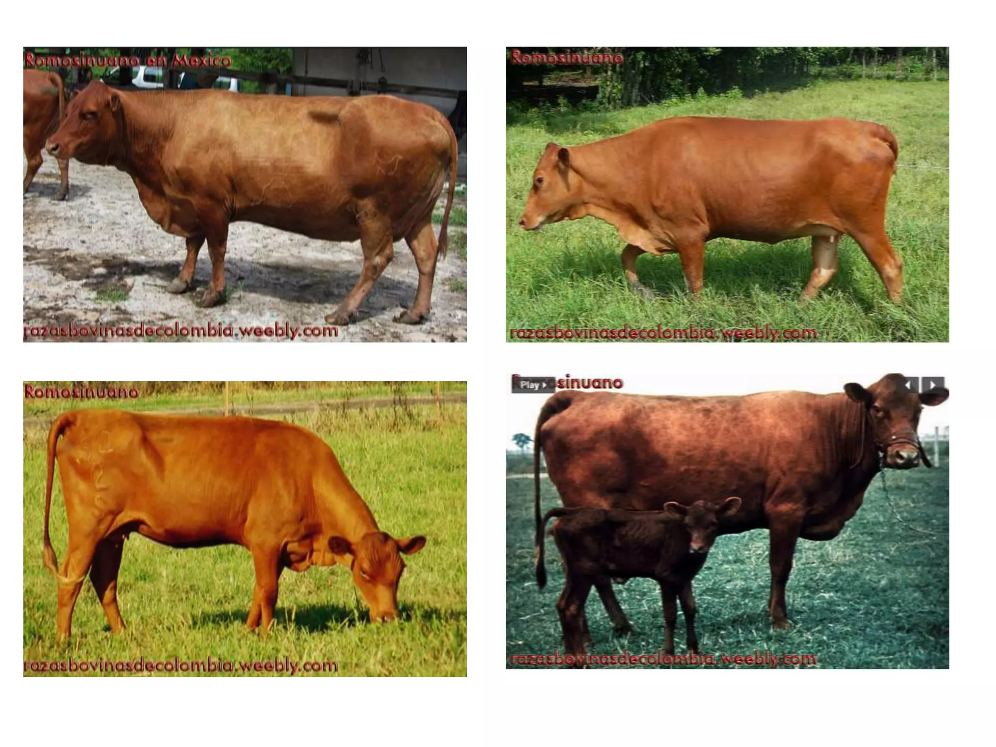 Características y diferencias entre bos taurus vs bos | PPTX