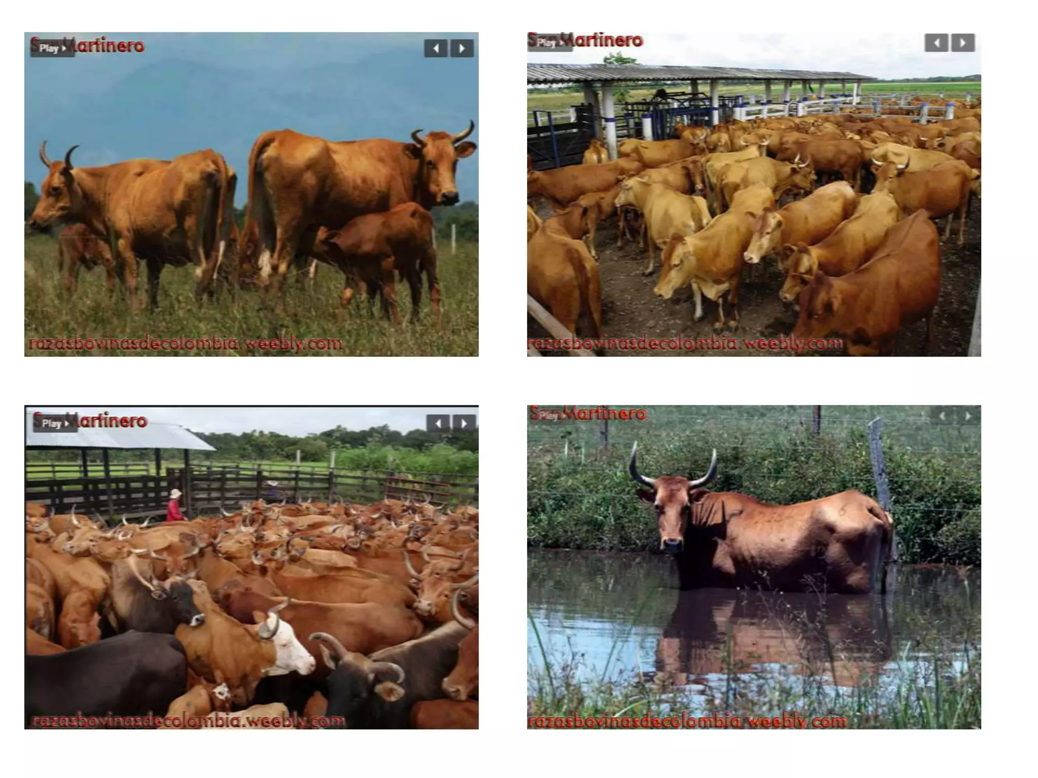 Características y diferencias entre bos taurus vs bos | PPTX
