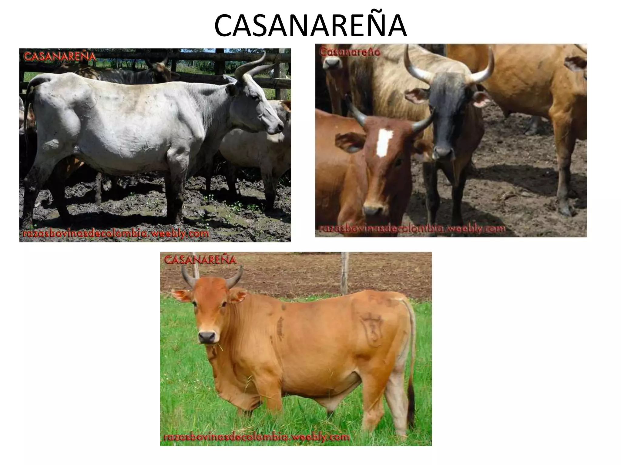 Características y diferencias entre bos taurus vs bos | PPTX