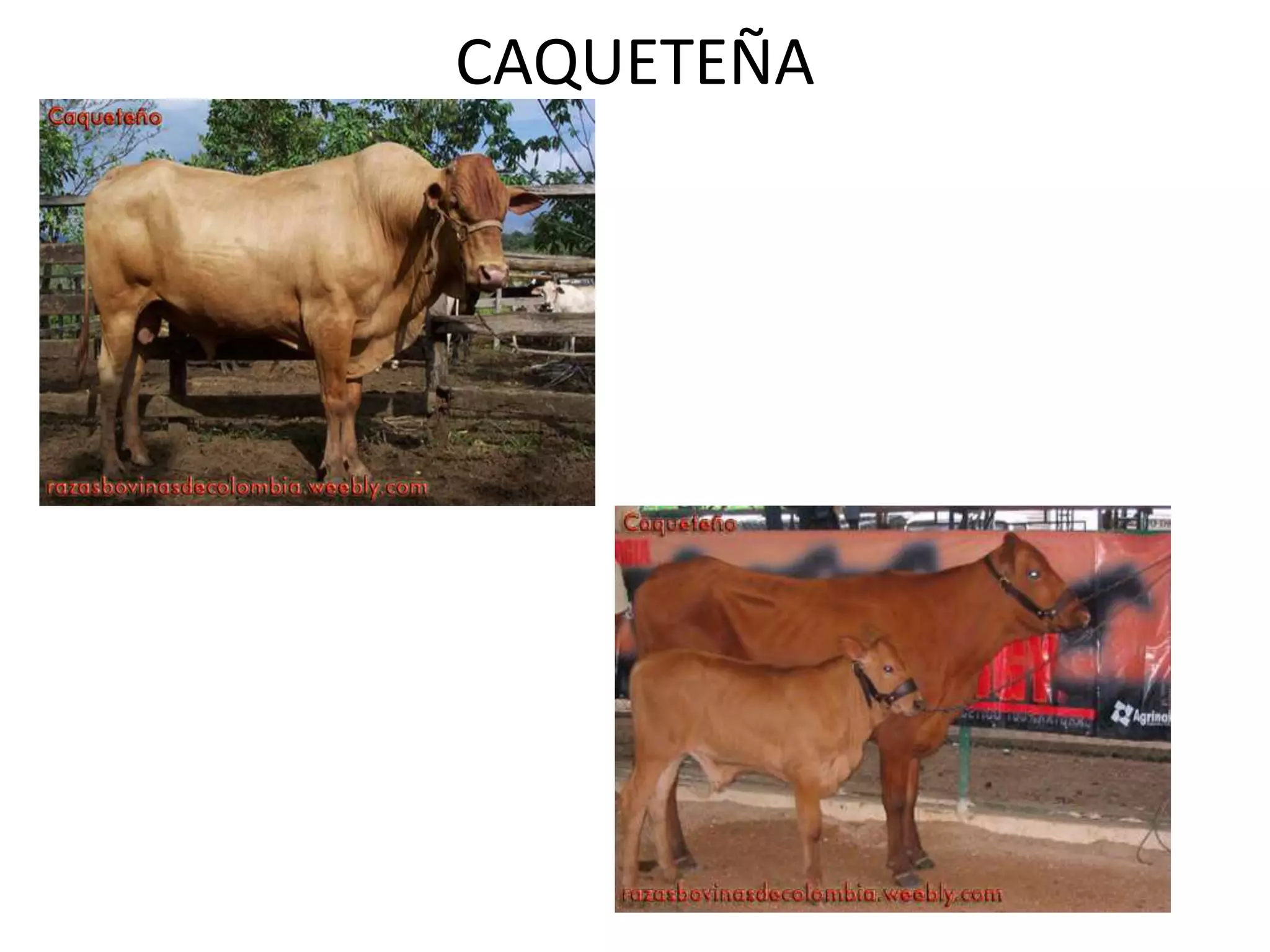 Características y diferencias entre bos taurus vs bos | PPTX