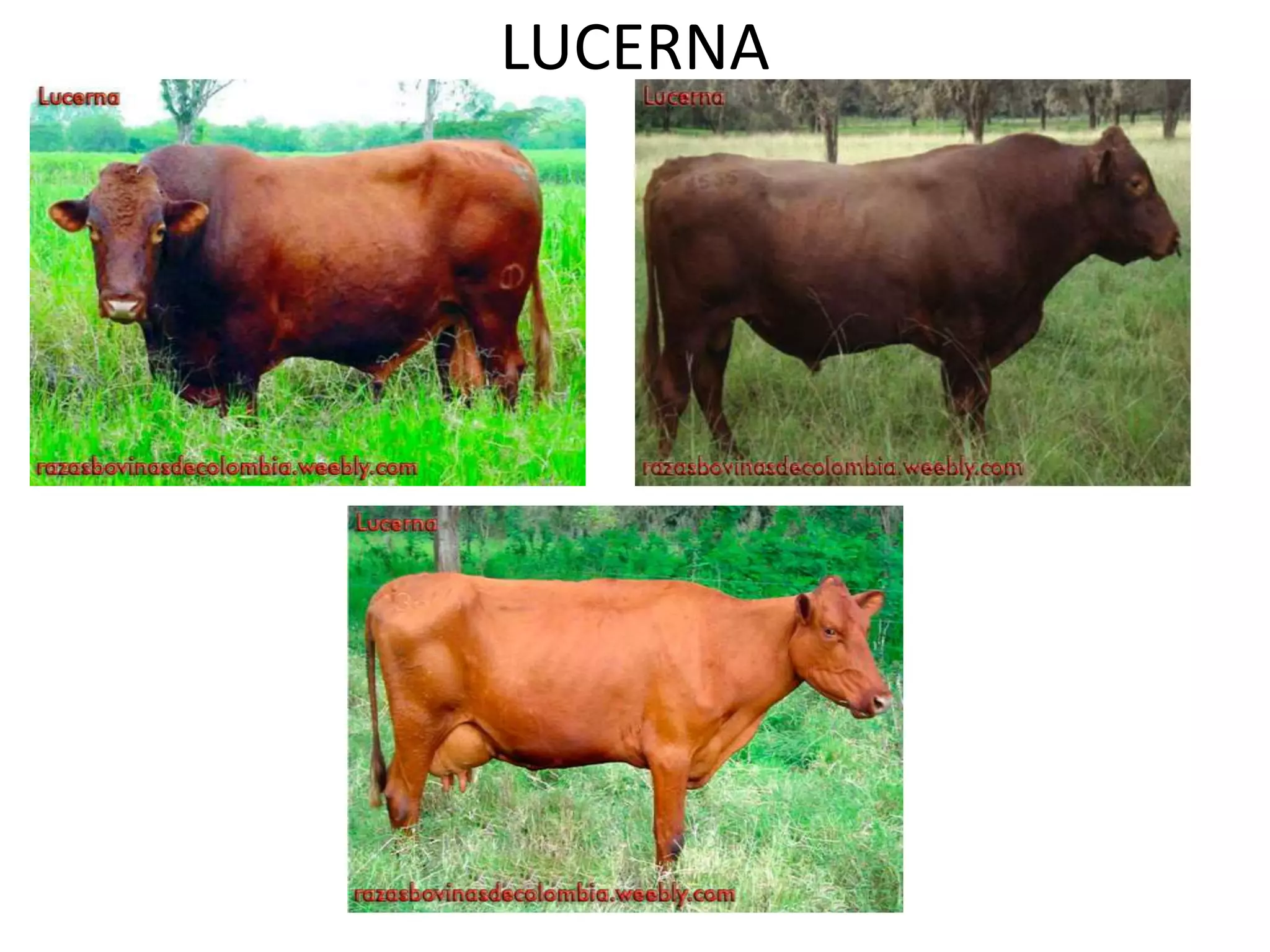 Características y diferencias entre bos taurus vs bos | PPTX